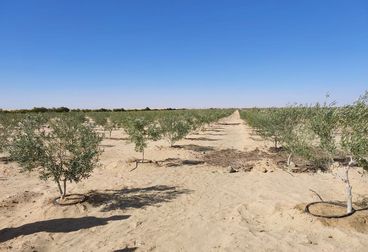 ارض للبيع 5 فدان مزروعة زيتون مراقي في سيوة في مدينة واحة سيوة . عقارماب